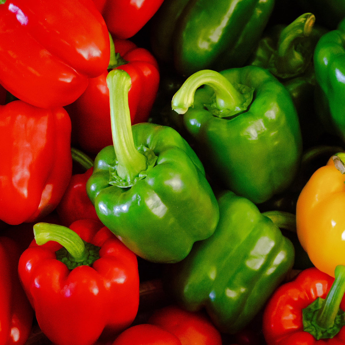 Pepper Plants – Salinas Nursery Garden Plants