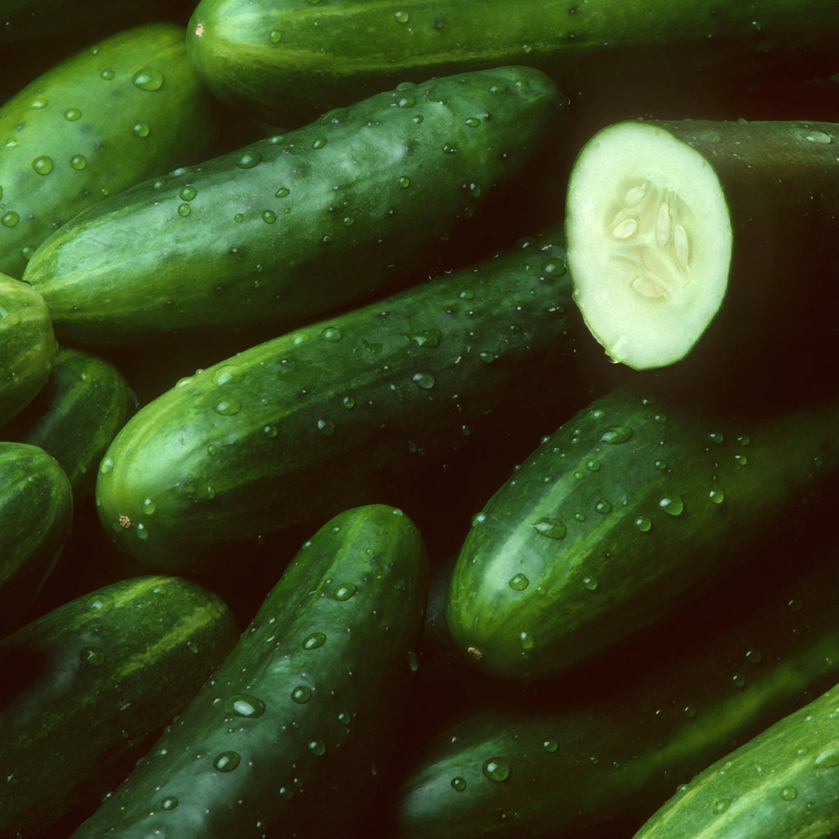 Squash & Cucumbers – Salinas Nursery Garden Plants