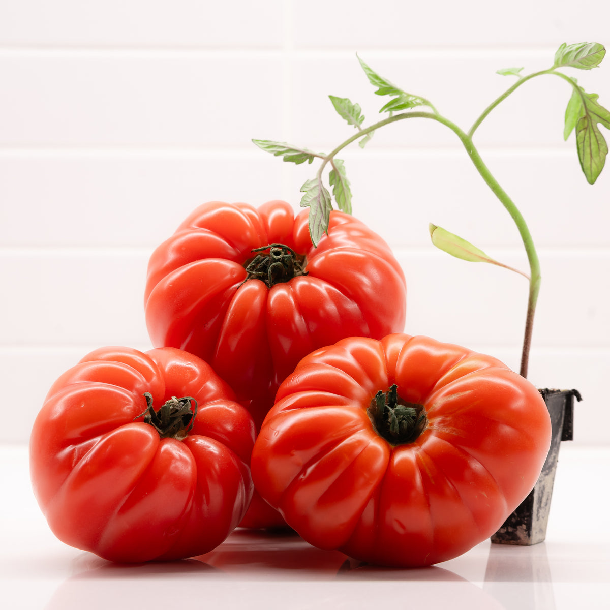Heirloom Hybrid (Red) Tomato Plants – Salinas Nursery Garden Plants
