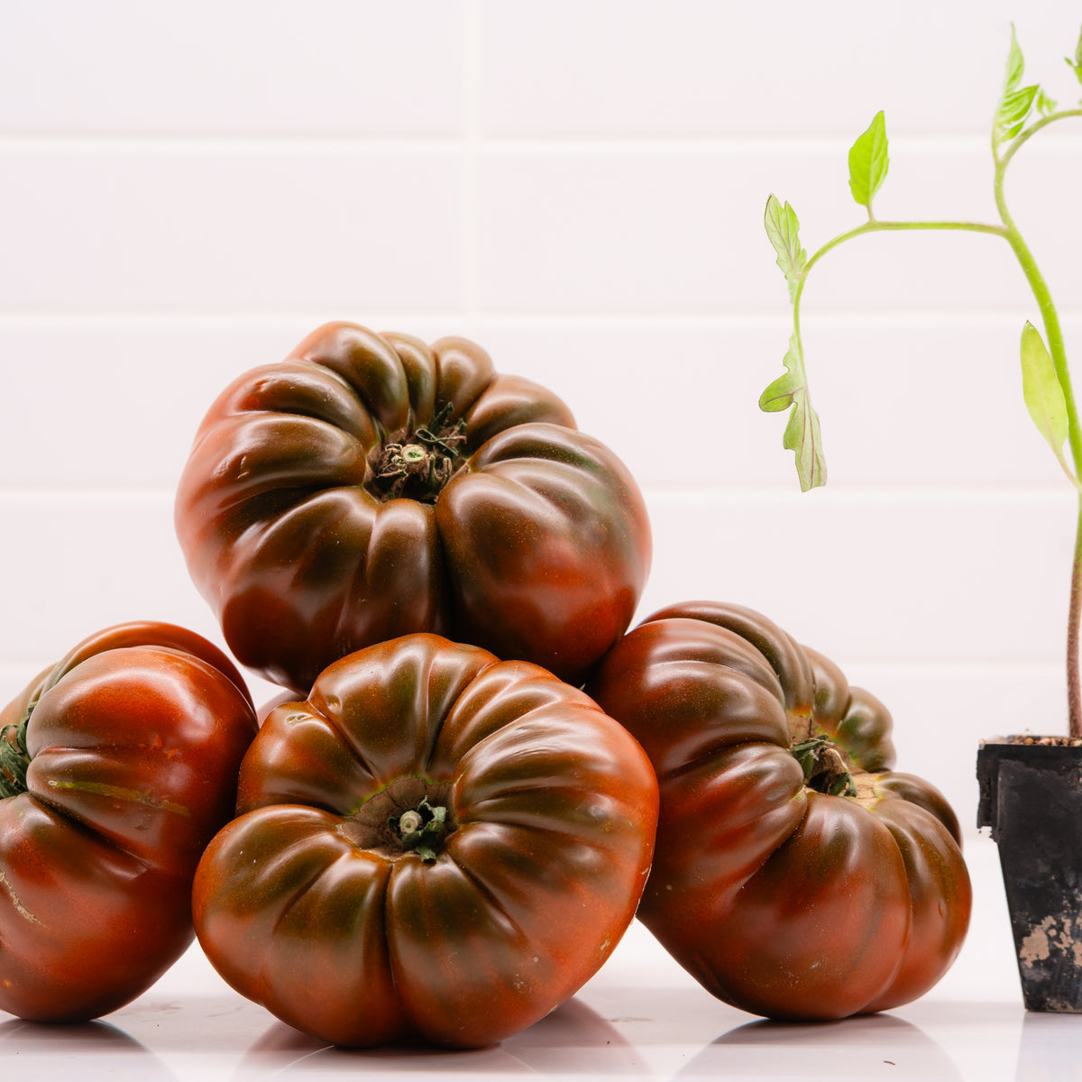 Heirloom Hybrid (Black) Tomato Plants – Salinas Nursery Garden Plants