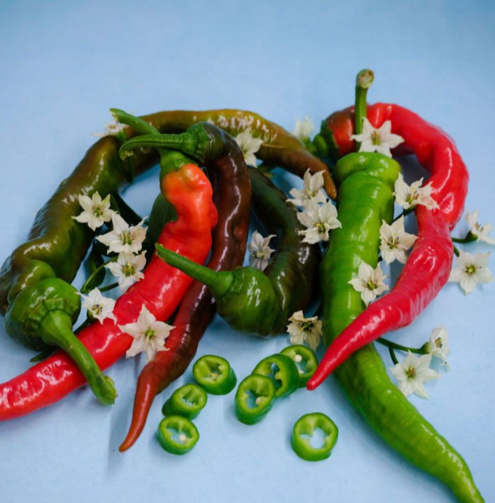 Sweet Pepper Plants – Salinas Nursery Garden Plants