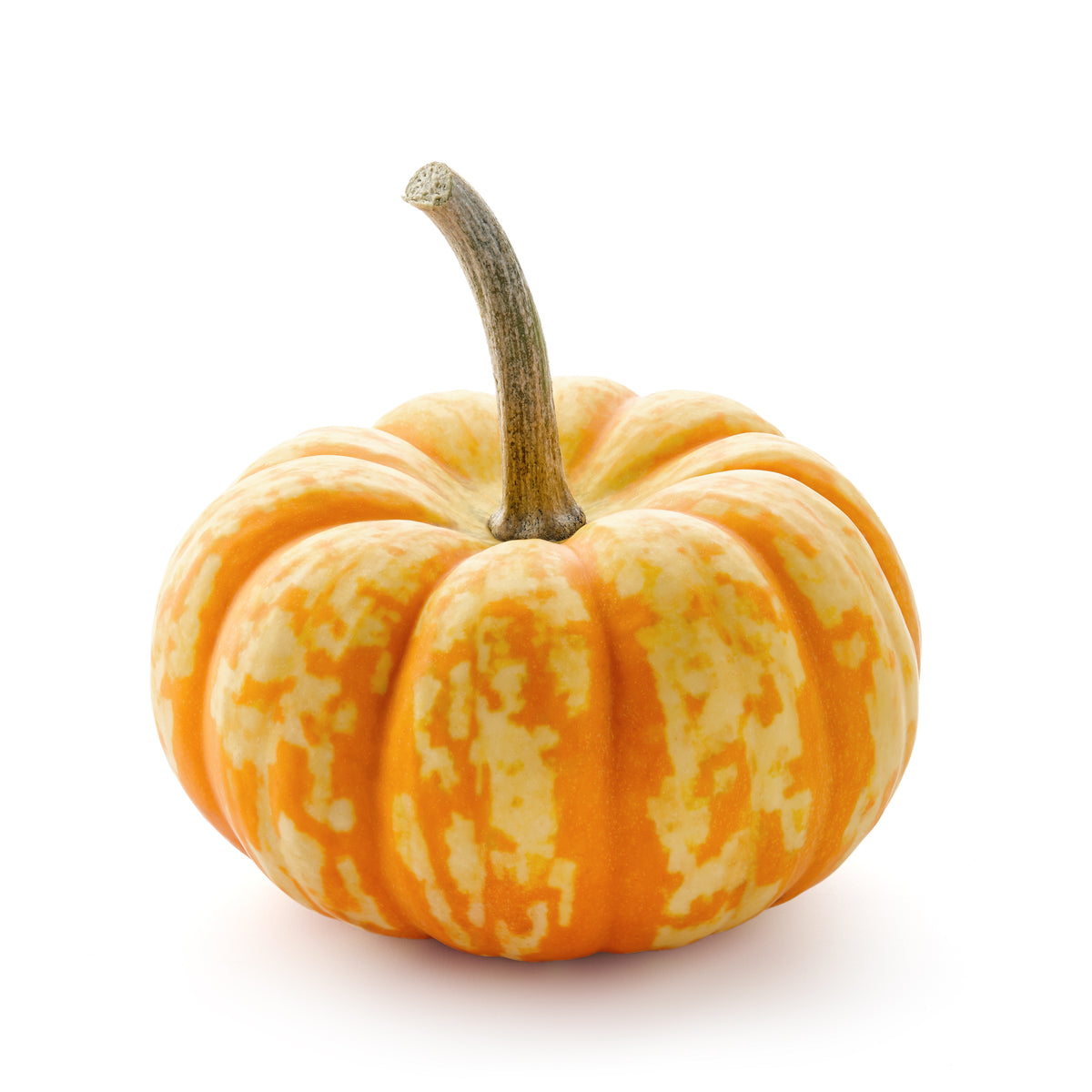 Spark (Mini) Pumpkin Plants – Salinas Nursery Garden Plants