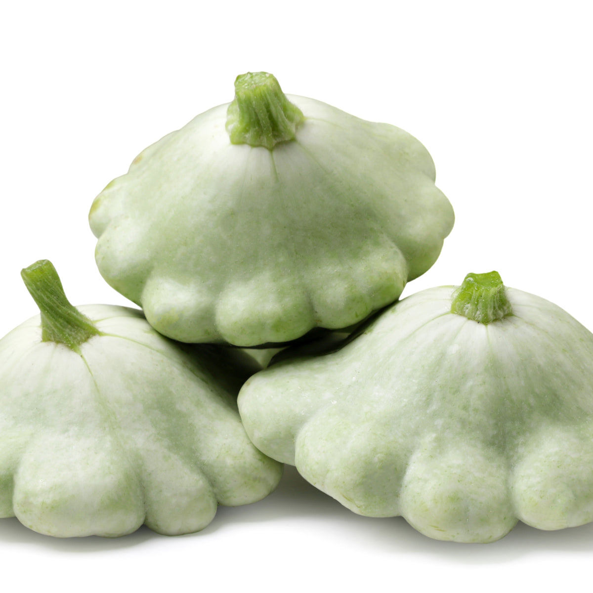 Squash (Lunar Eclipse Scallop) Plant – Salinas Nursery Garden Plants