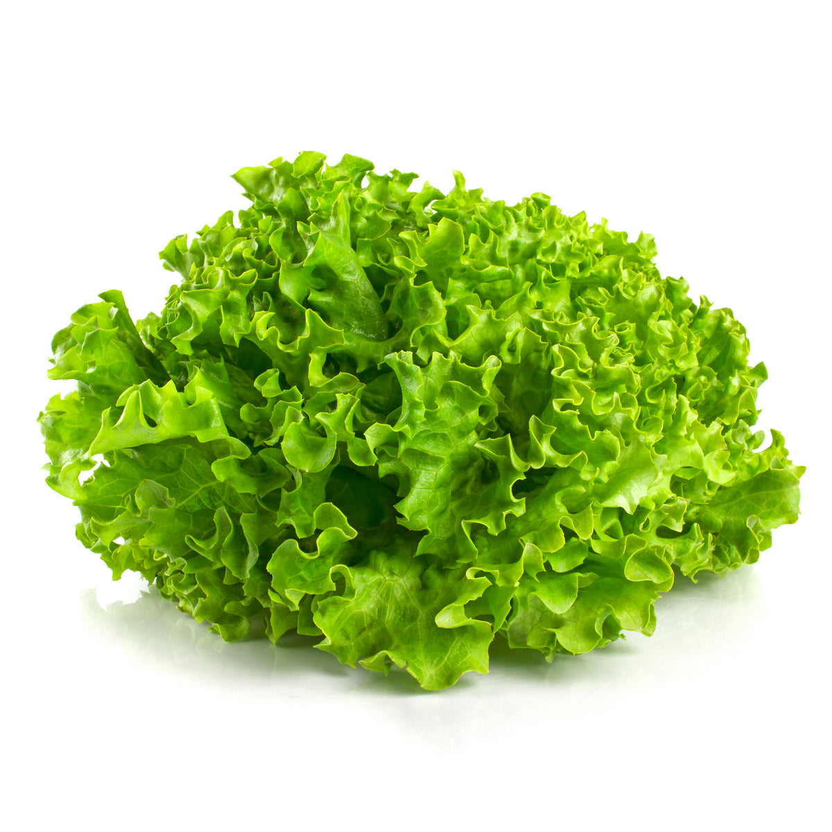 Muir Lettuce Plant – Salinas Nursery Garden Plants