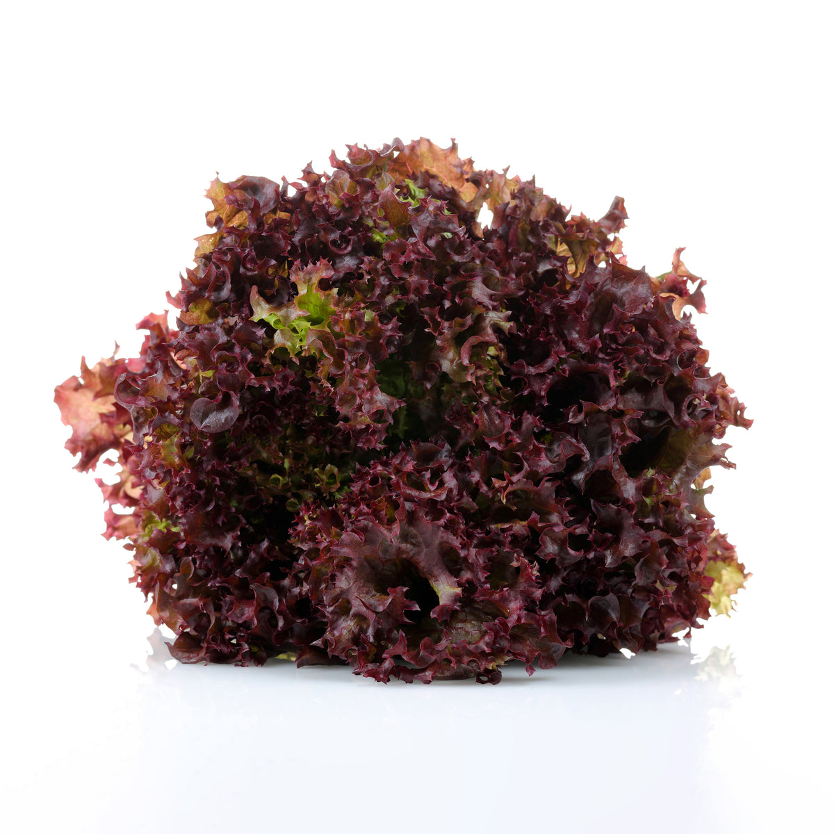 Brentwood Lettuce Plants – Salinas Nursery Garden Plants